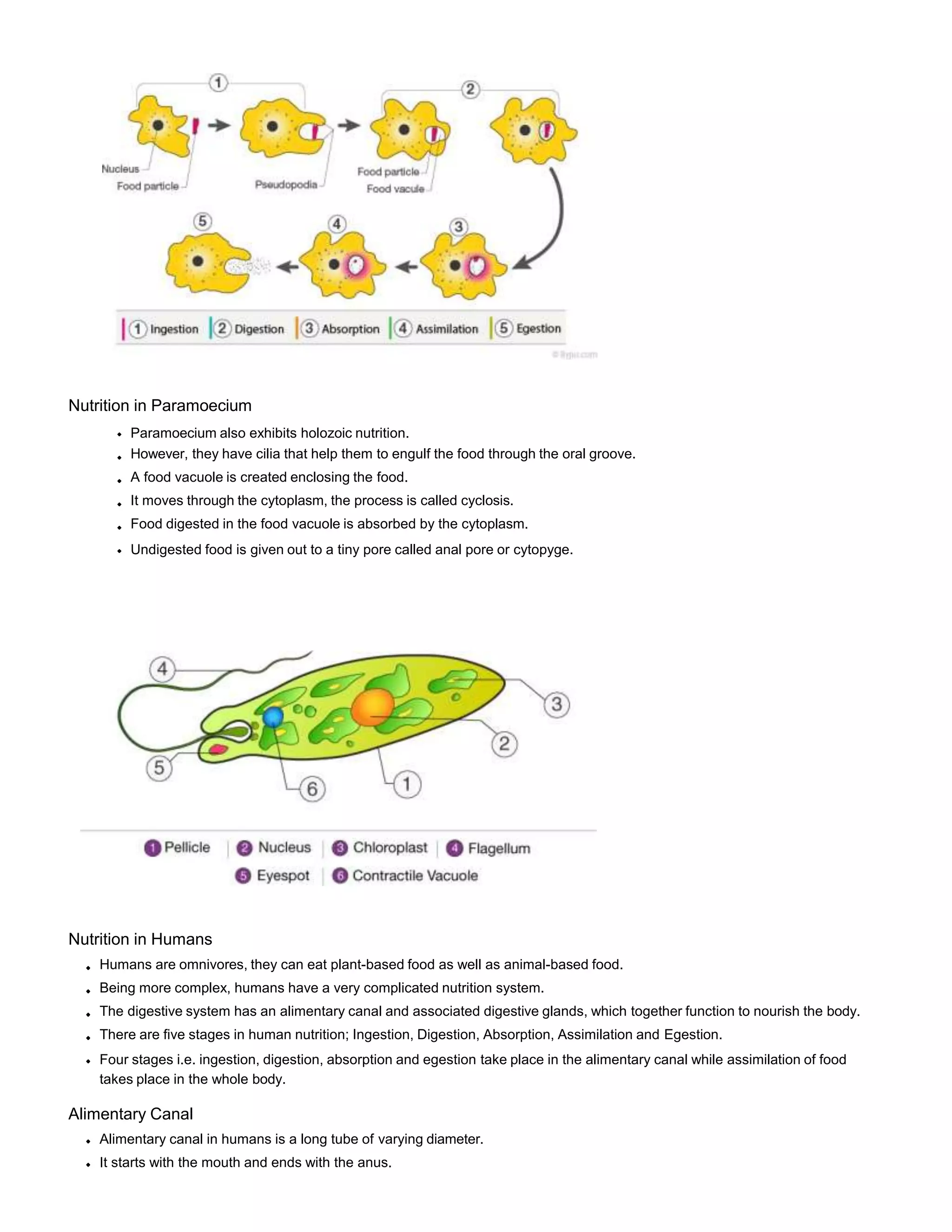Cbse class 10 science life processes notes | PPTX
