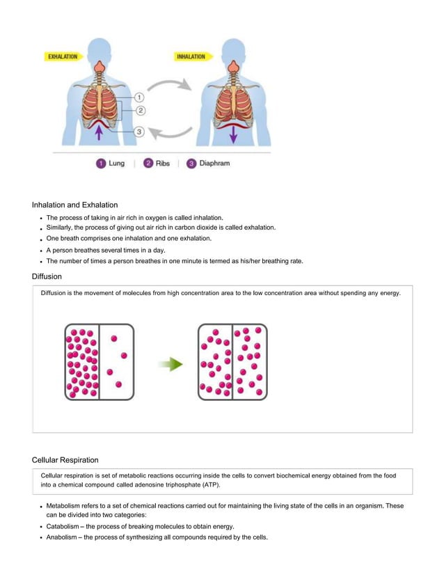 Cbse class 10 science life processes notes | PPTX