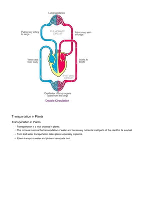 Cbse class 10 science life processes notes | PPTX