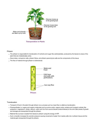 Cbse class 10 science life processes notes | PPTX
