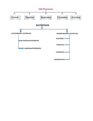Cbse class 10 science life processes notes | PPTX