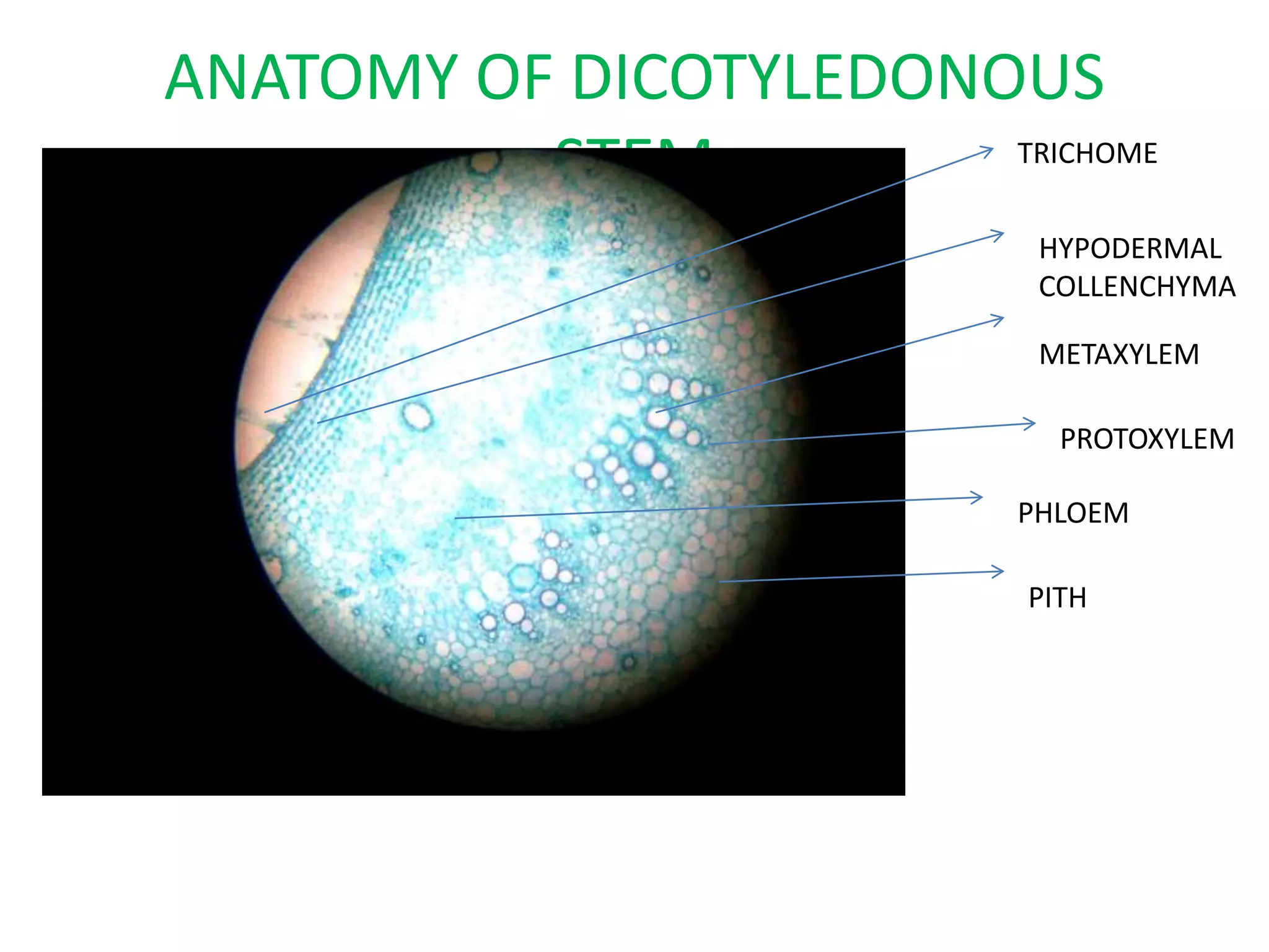 Cbse class 11 biology labelled slides | PPTX