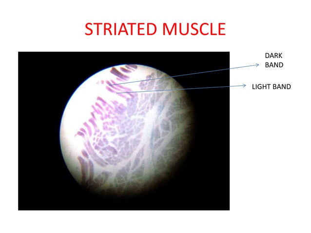Cbse class 11 biology labelled slides | PPTX