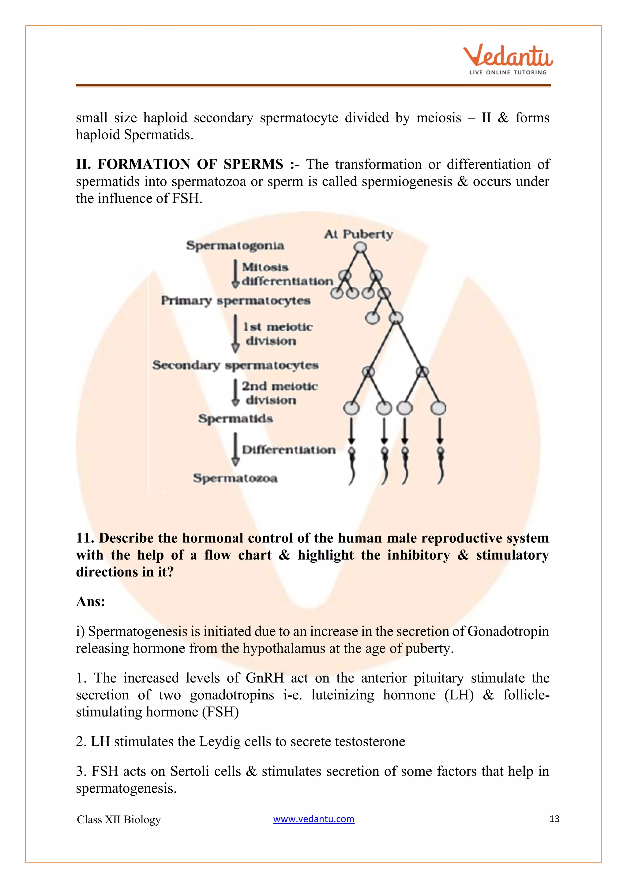 Spermatogenesis Flow Chart