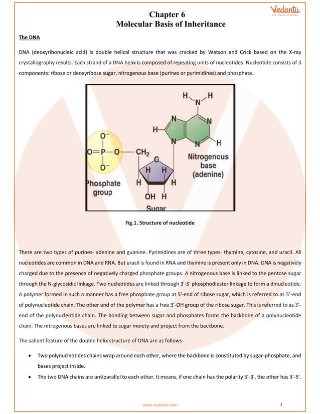 CBSE Class 12 Biology Chapter 6 revision notes of Molecular basis of ...