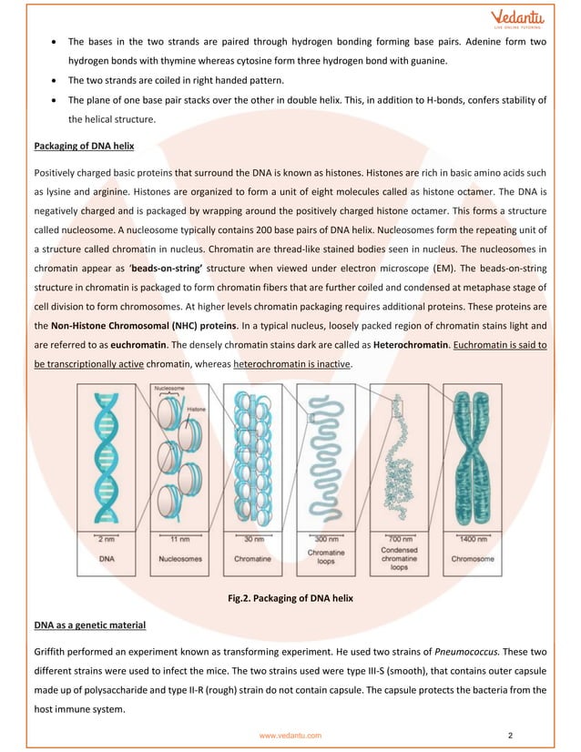CBSE Class 12 Biology Chapter 6 revision notes of Molecular basis of ...