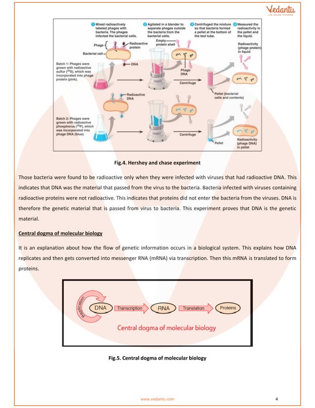 CBSE Class 12 Biology Chapter 6 revision notes of Molecular basis of ...