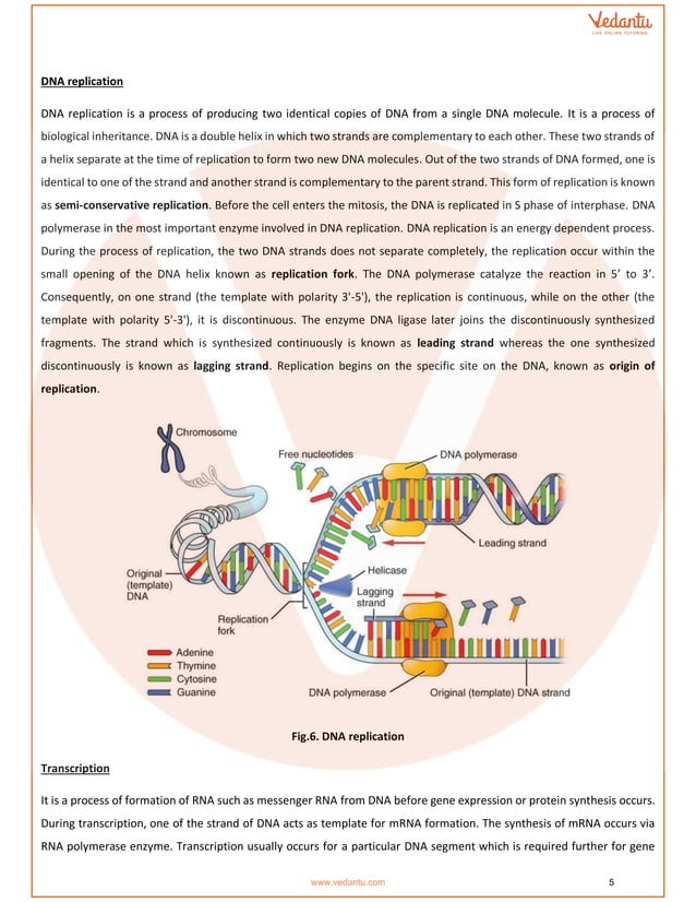 CBSE Class 12 Biology Chapter 6 revision notes of Molecular basis of ...