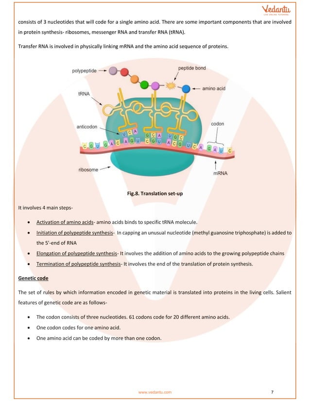 CBSE Class 12 Biology Chapter 6 revision notes of Molecular basis of ...