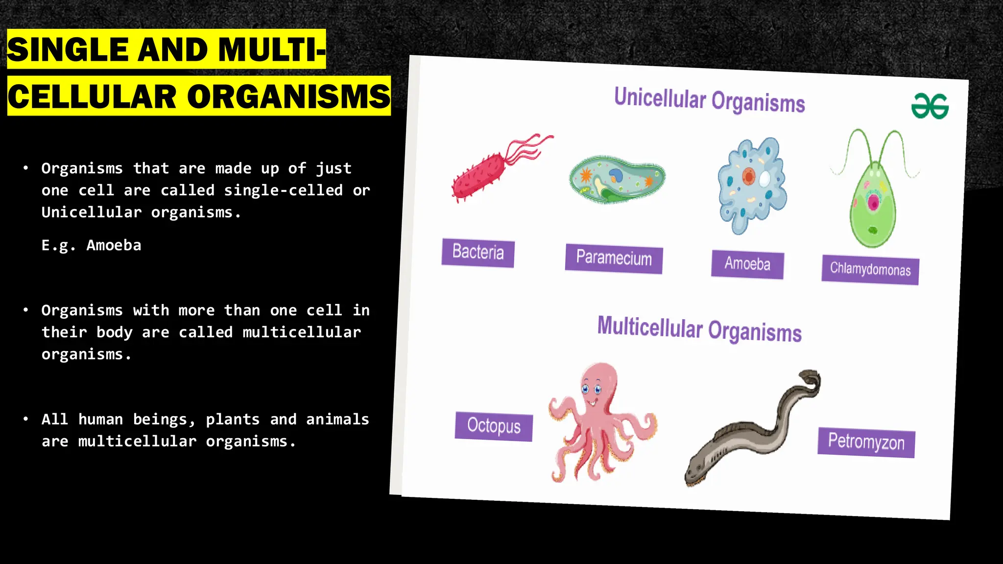PPT FOR CBSE CLASS 7 SCINCE SUBJECT UNIT 1: CBSE CLASS 7 UNIT 1 SCIENCE ...