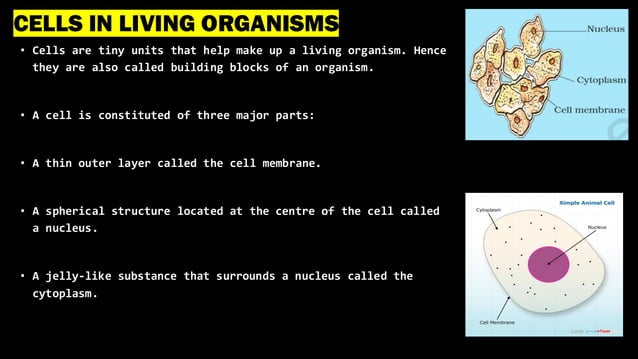 PPT FOR CBSE CLASS 7 SCINCE SUBJECT UNIT 1: CBSE CLASS 7 UNIT 1 SCIENCE ...