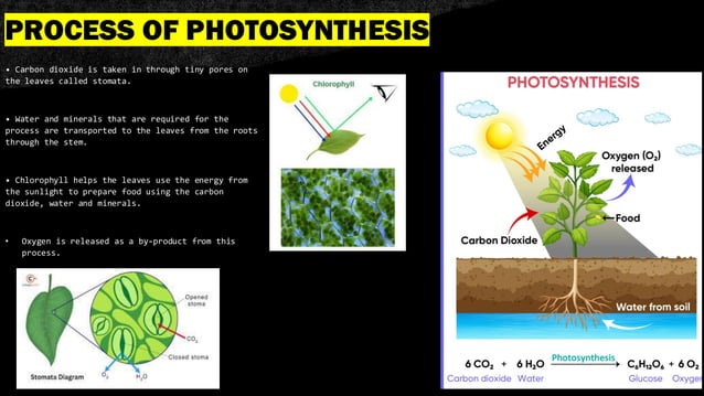 PPT FOR CBSE CLASS 7 SCINCE SUBJECT UNIT 1: CBSE CLASS 7 UNIT 1 SCIENCE ...