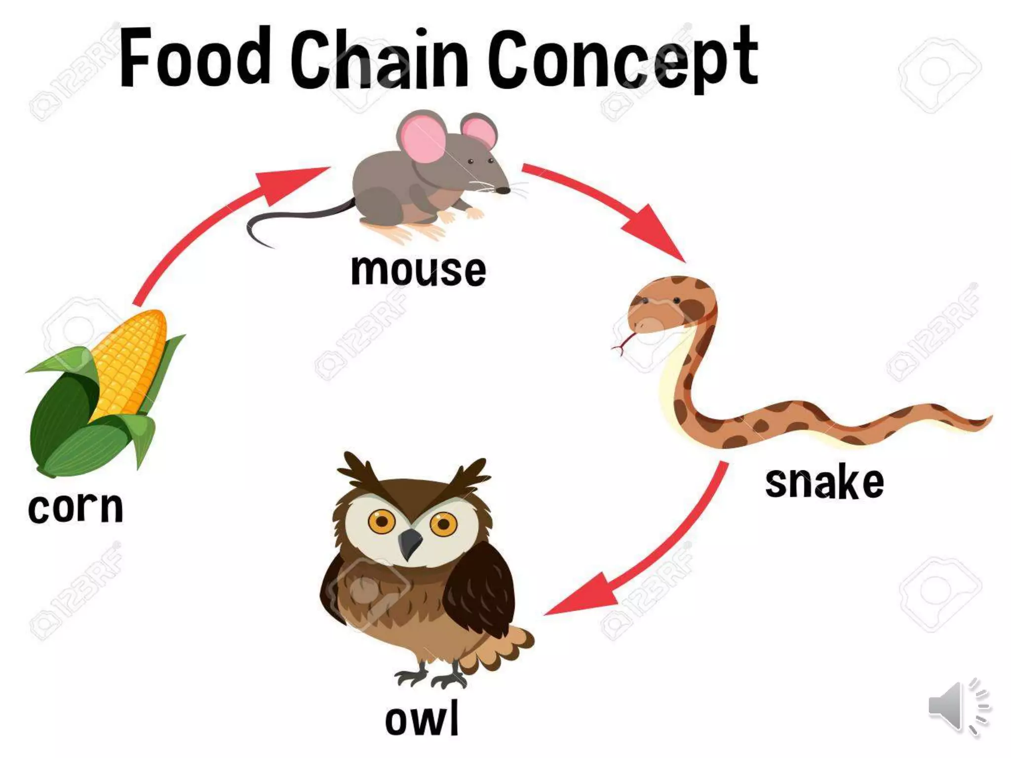 Cbse grade 3 Eating habits in animals | PPTX