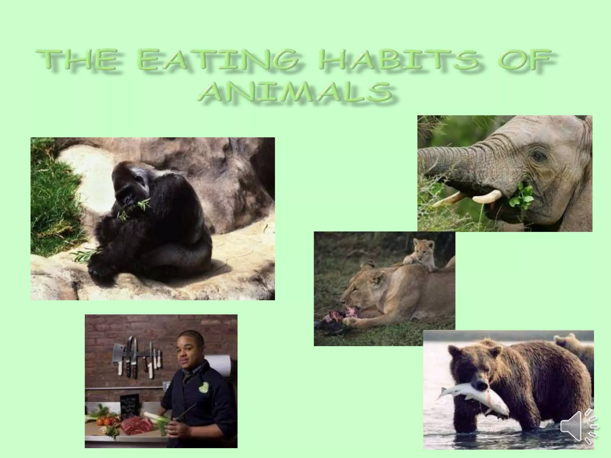 Cbse grade 3 Eating habits in animals | PPTX