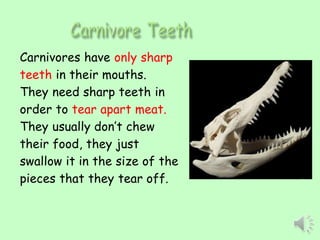 Cbse grade 3 Eating habits in animals | PPTX