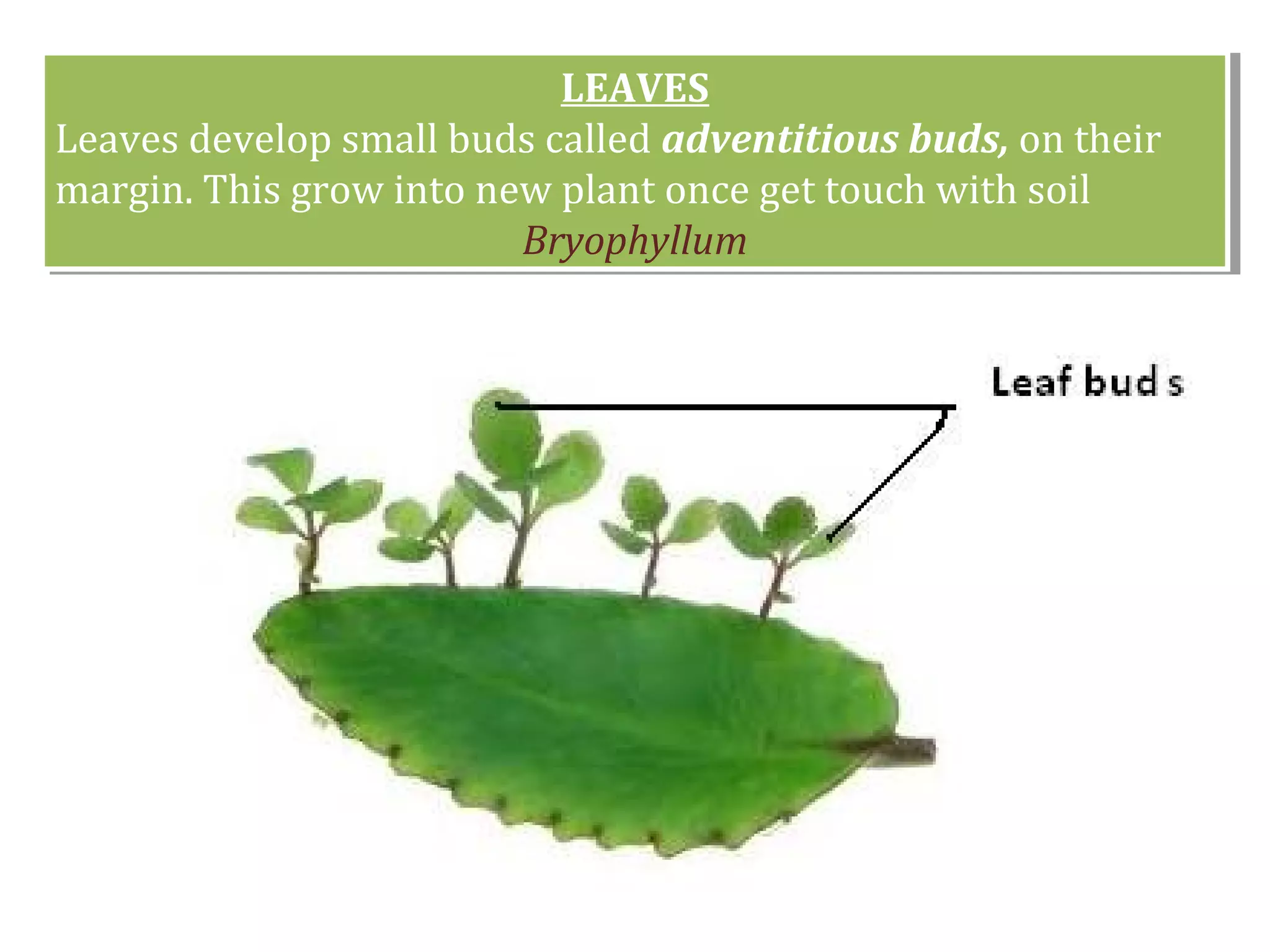 Cbse grade 7 chapter 11 reproduction in plants | PPT