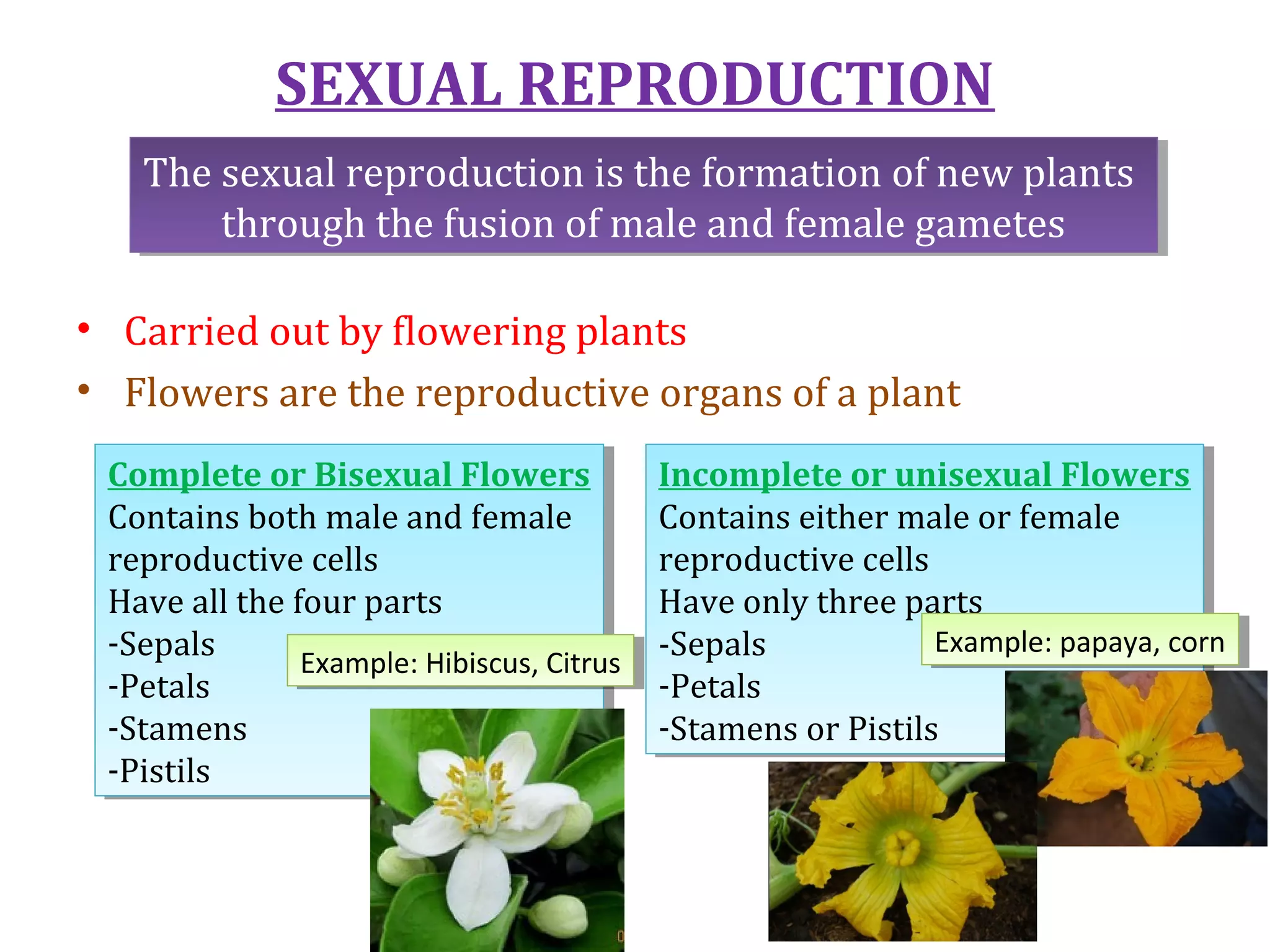 Cbse grade 7 chapter 11 reproduction in plants | PPT