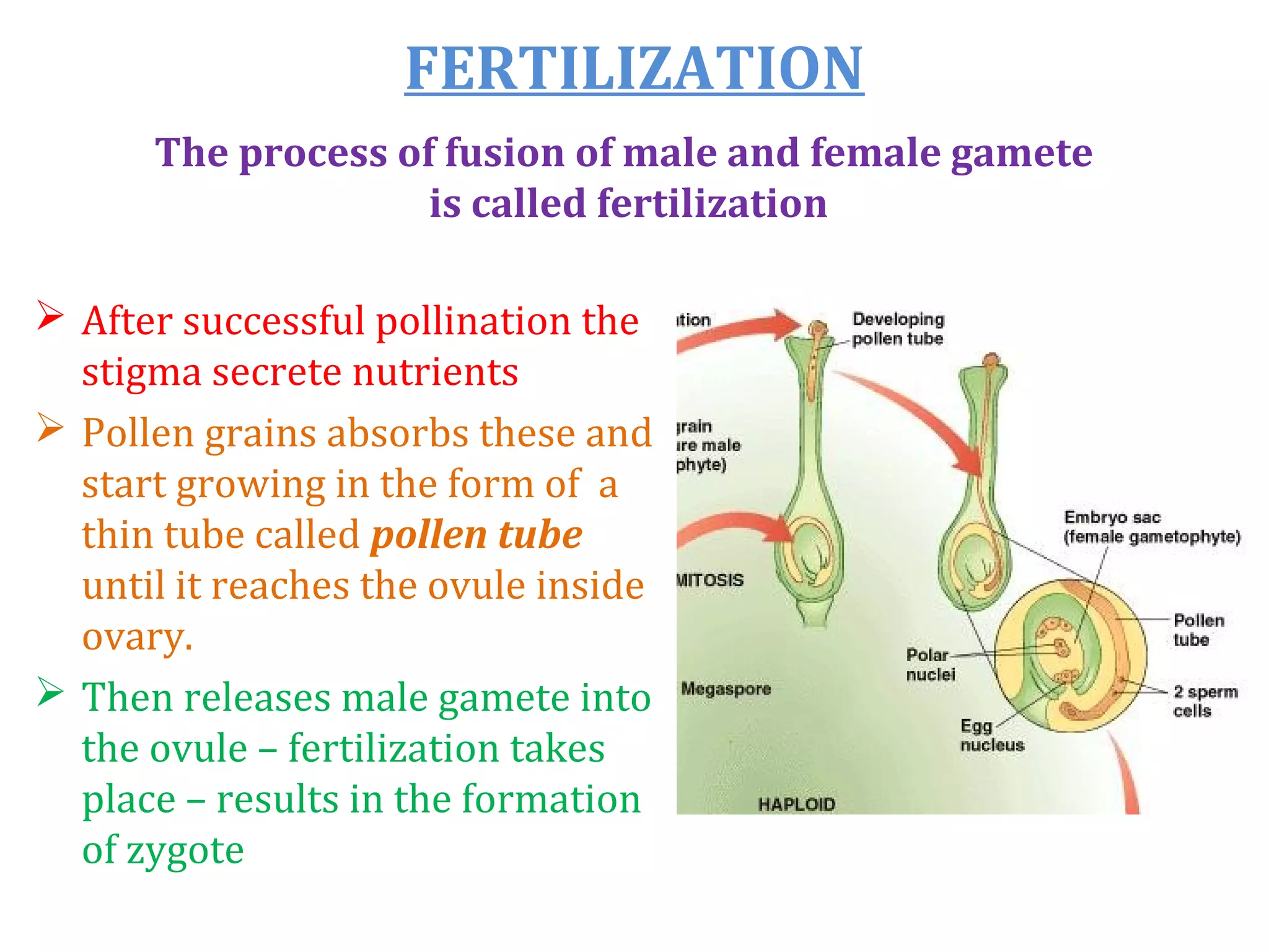 Cbse grade 7 chapter 11 reproduction in plants | PPT