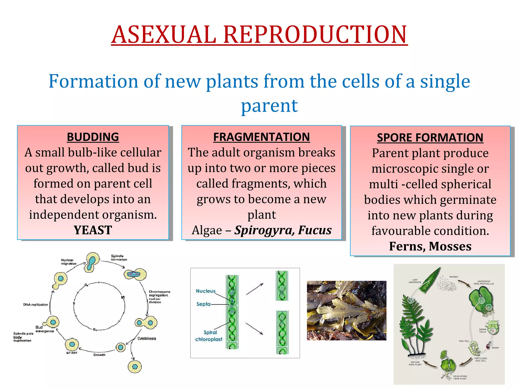 Cbse grade 7 chapter 11 reproduction in plants | PPT