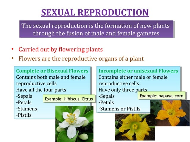 Cbse grade 7 chapter 11 reproduction in plants | PPT | Reproductive ...
