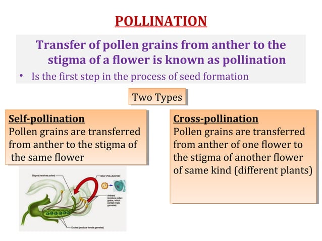 Cbse grade 7 chapter 11 reproduction in plants | PPT | Reproductive ...