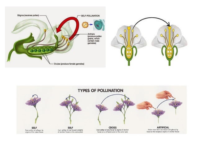 Cbse grade 7 chapter 11 reproduction in plants | PPT | Reproductive ...