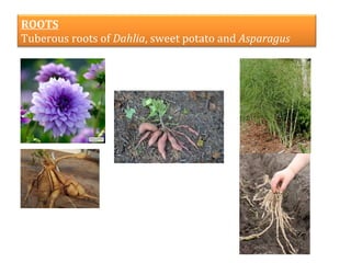 Cbse grade 7 chapter 11 reproduction in plants | PPT