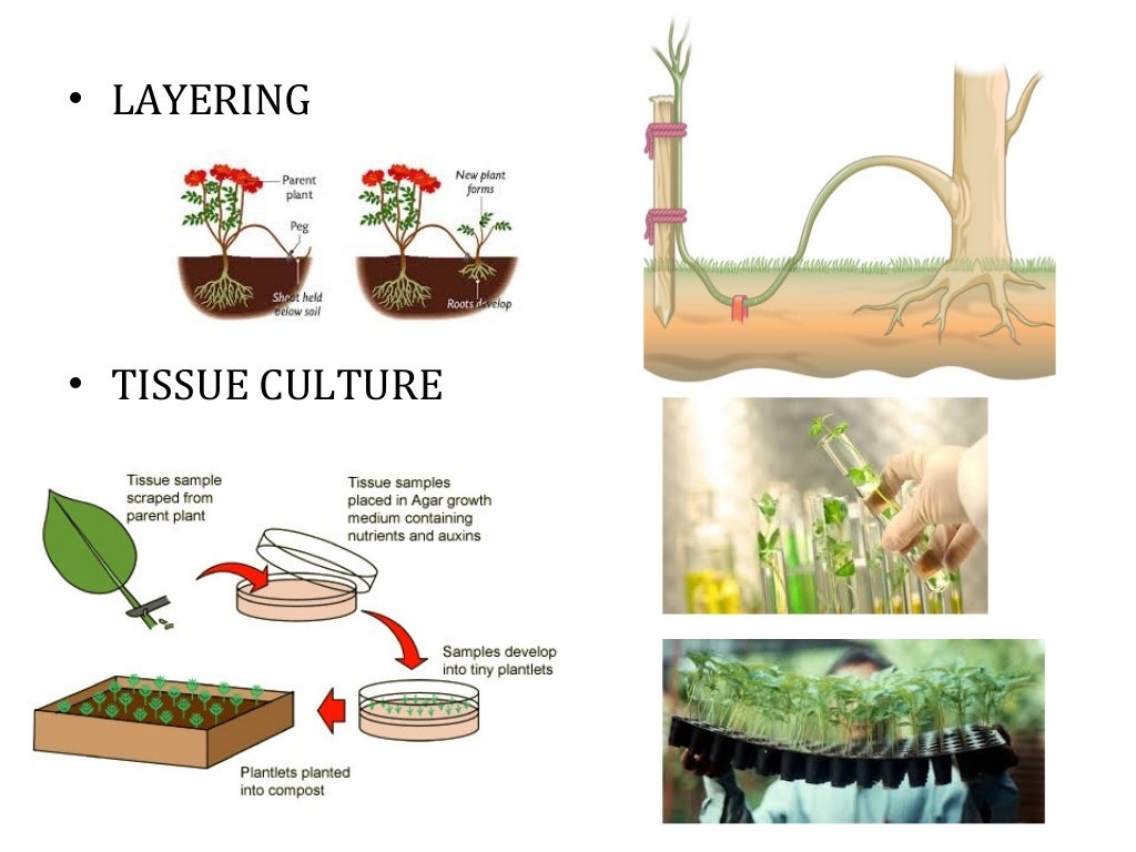 Cbse Grade 7 Chapter 11 Reproduction In Plants