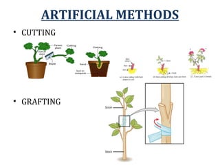 cbsegrade7-chapter11reproductioninplants-170308085837 (1).pdf