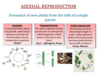cbsegrade7-chapter11reproductioninplants-170308085837 (1).pdf