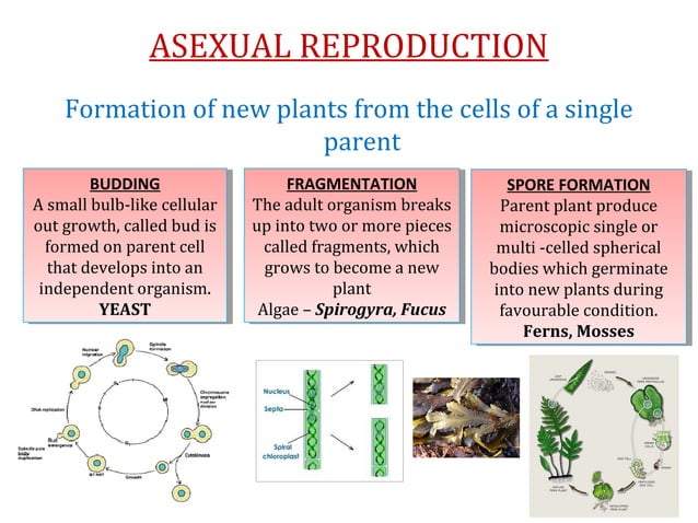 cbsegrade7-chapter11reproductioninplants-170308085837 (1).pdf