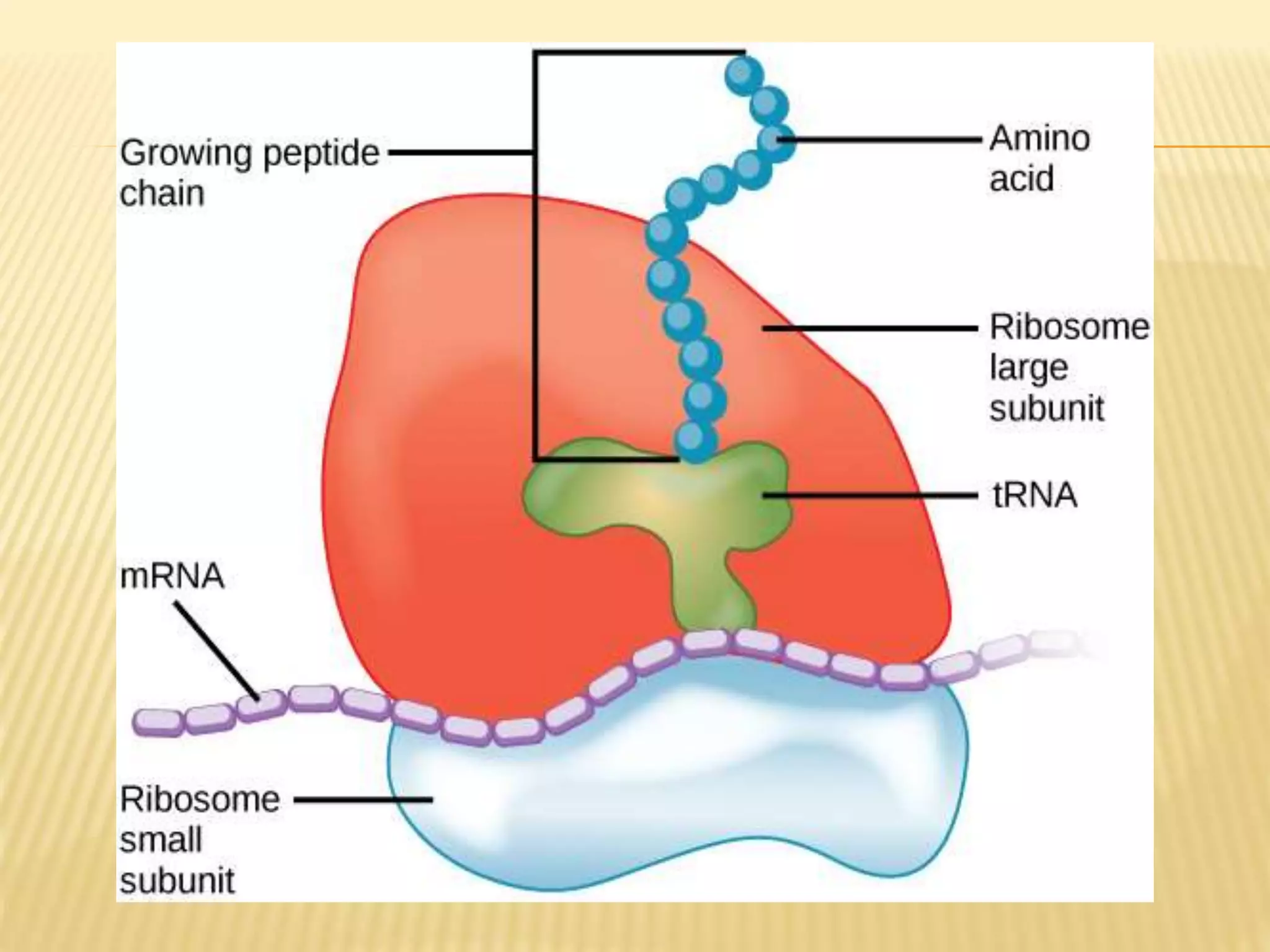 Ribosome - The Organelle acting as the Protein Synthesis site .. | PPTX