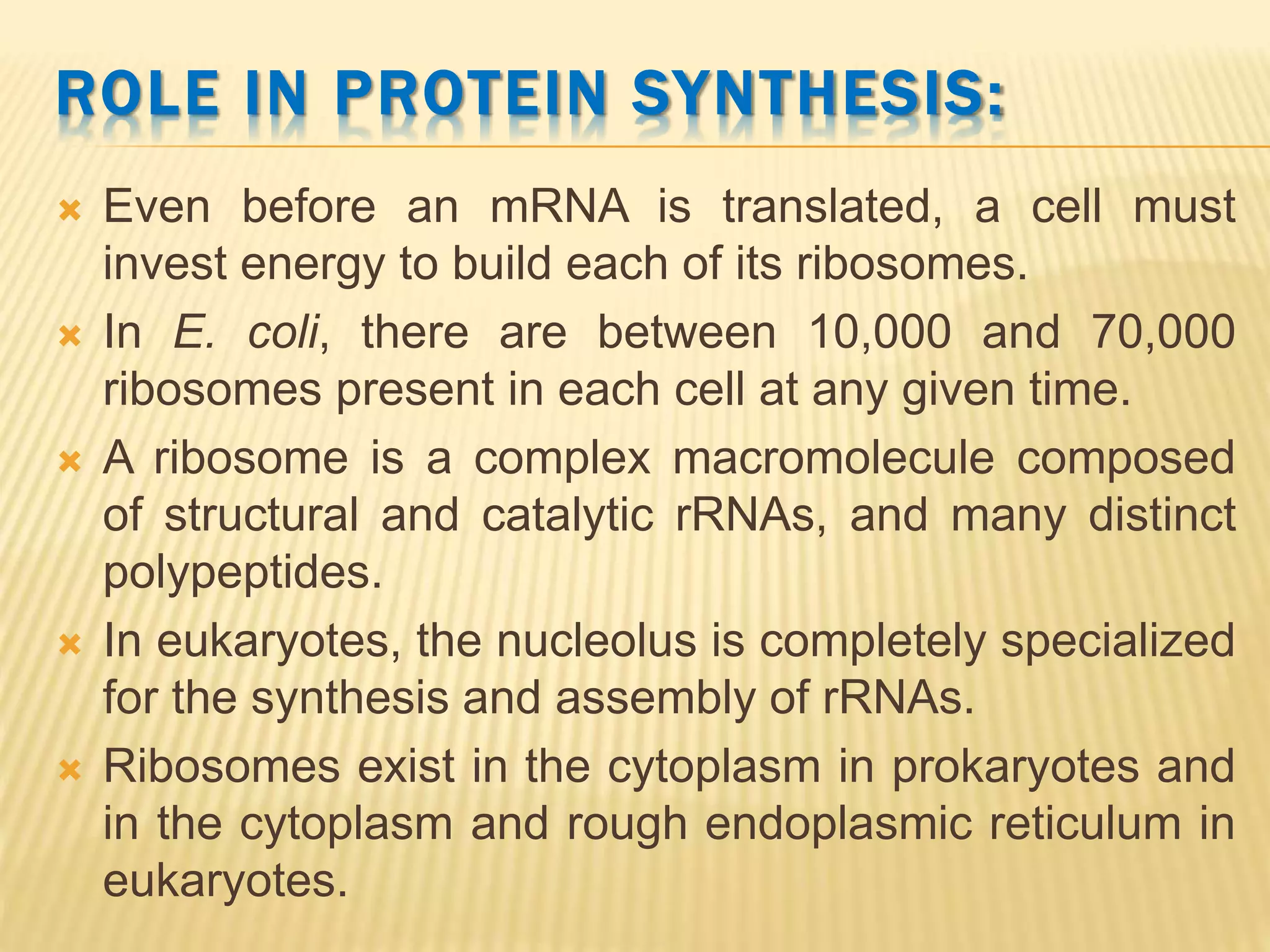 Ribosome - The Organelle acting as the Protein Synthesis site .. | PPTX