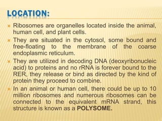 Ribosome - The Organelle acting as the Protein Synthesis site .. | PPTX
