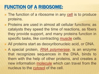 Ribosome - The Organelle acting as the Protein Synthesis site .. | PPTX