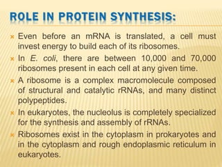 Ribosome.pptx