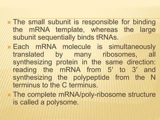 Ribosome.pptx
