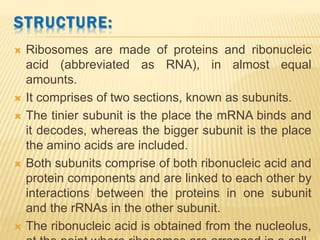 Ribosome.pptx