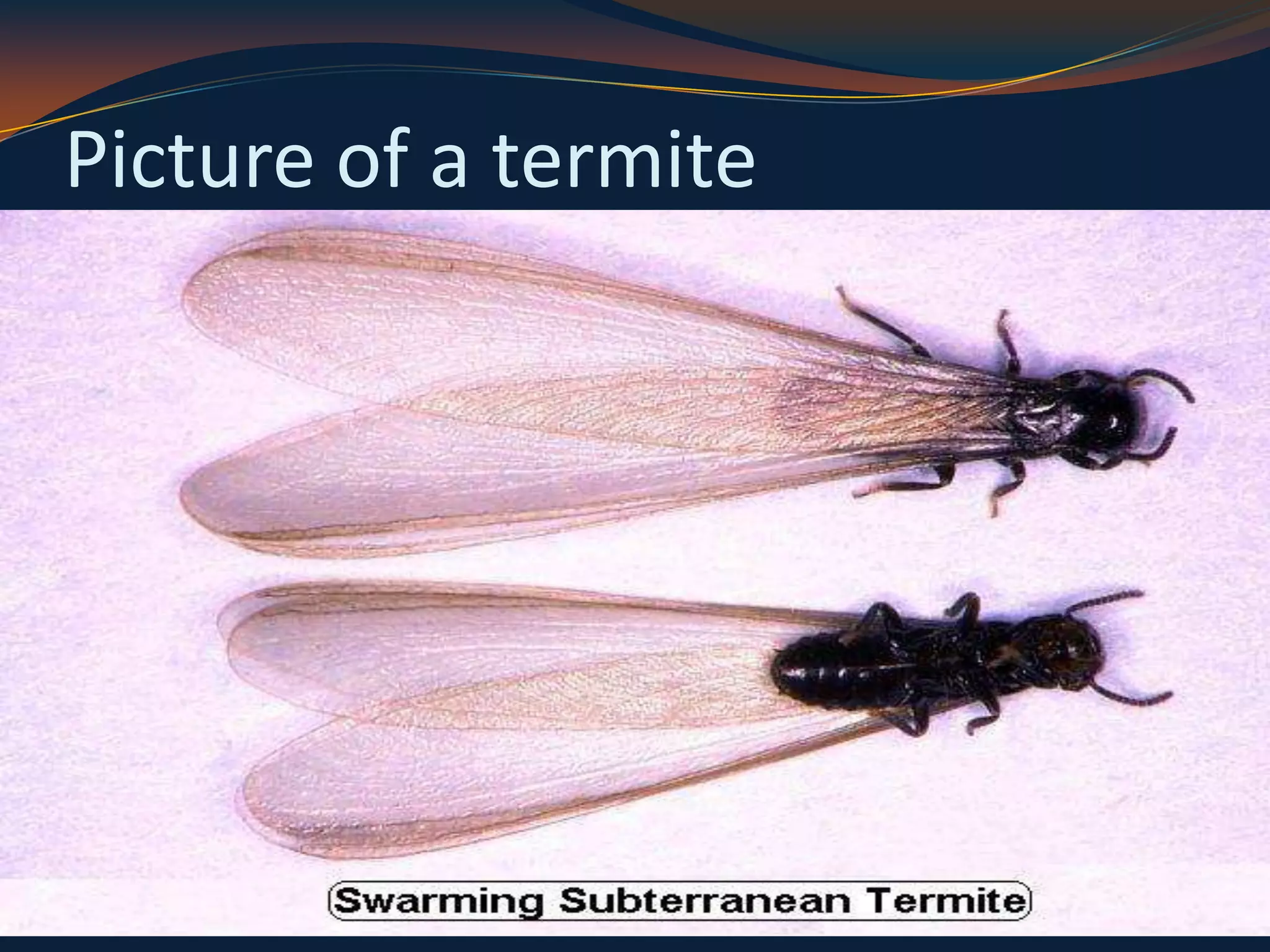 TERMITES | PPTX