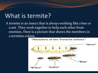 TERMITES | PPTX