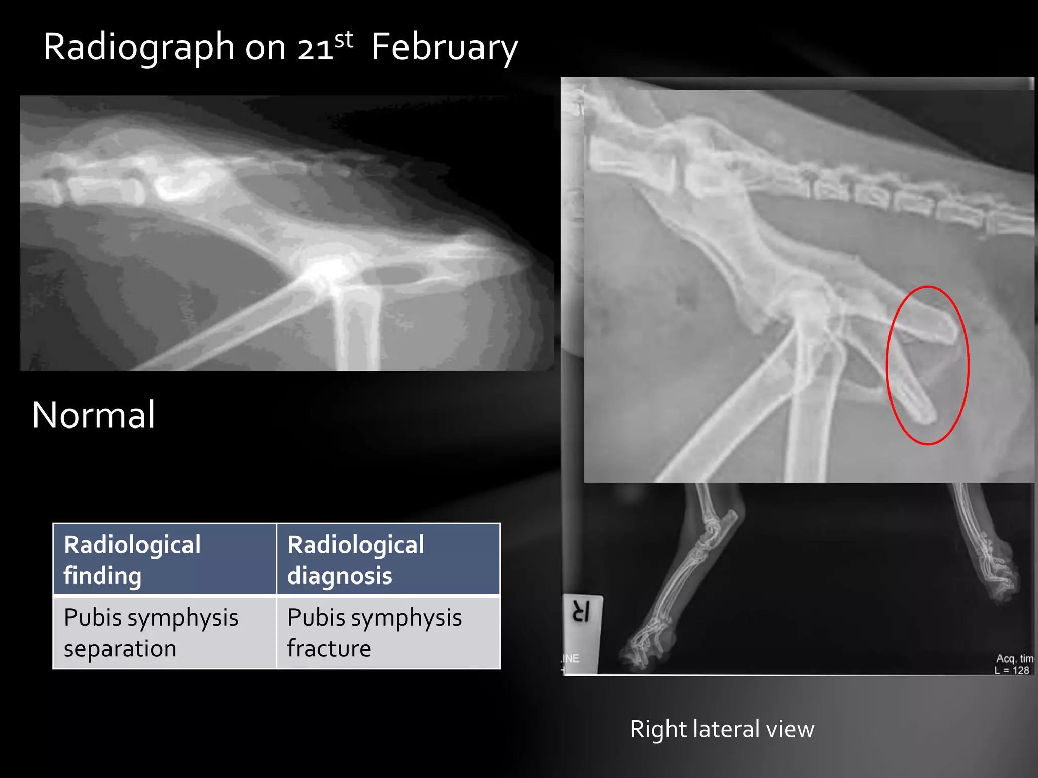 multiple-pelvic-fracture-repair-in-a-maine-coon | PPTX