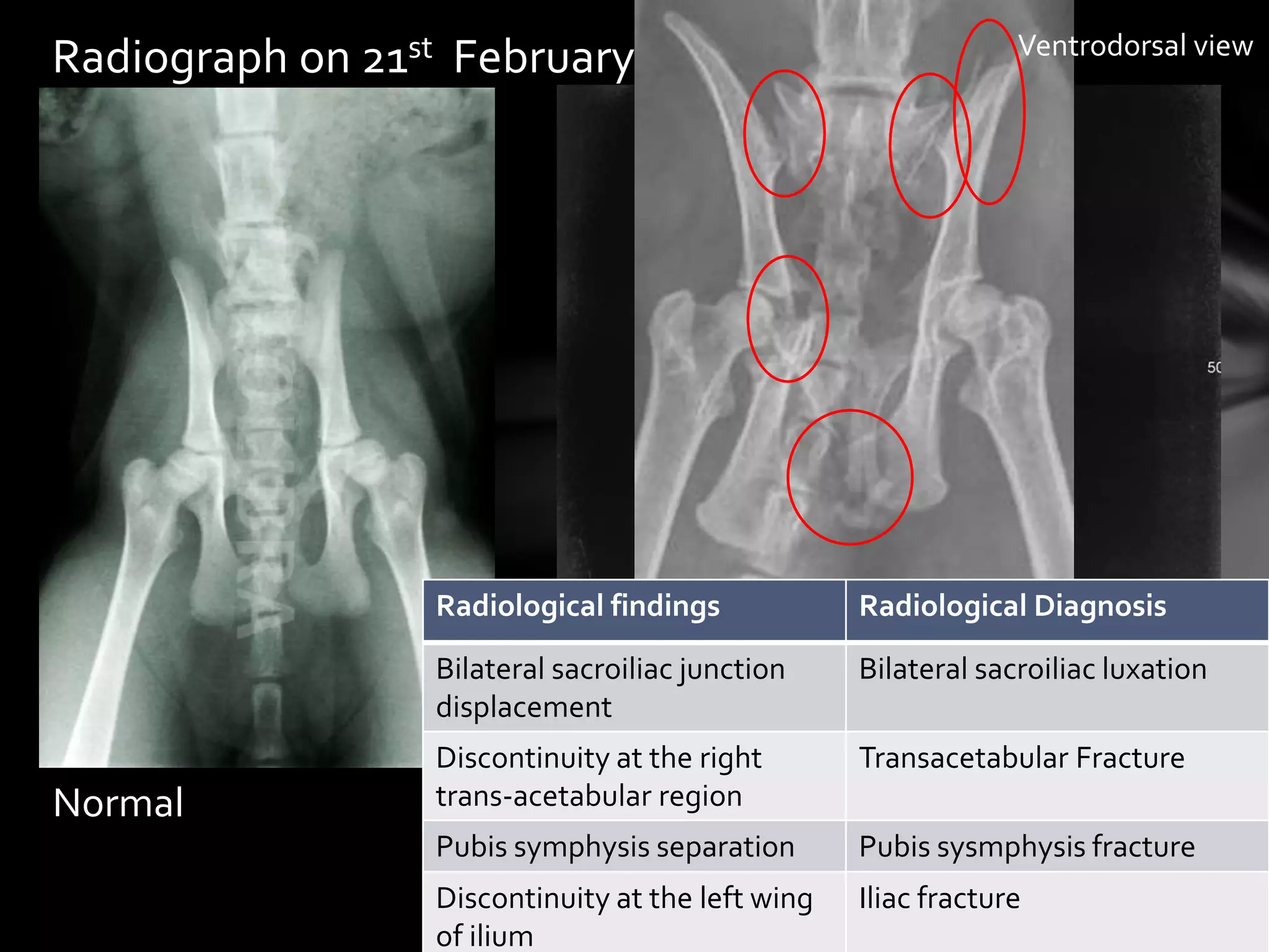 multiple-pelvic-fracture-repair-in-a-maine-coon | PPTX