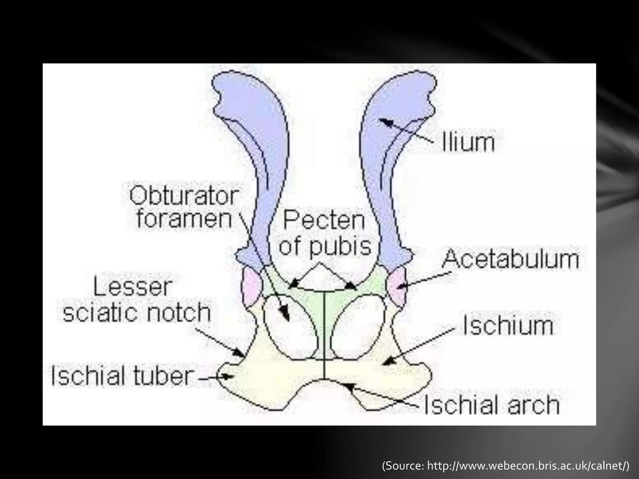 multiple-pelvic-fracture-repair-in-a-maine-coon | PPTX