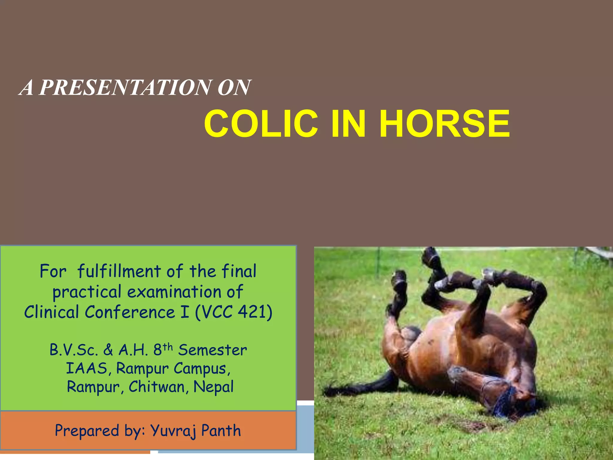 Colic in horses | PPTX