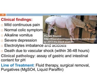 Colic in horses | PPTX