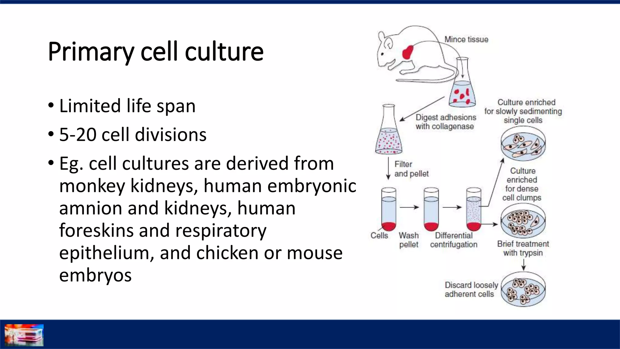 Cell culture | PPT