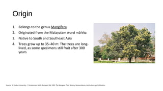 Mangoes - The biggest delight of summes | PPT