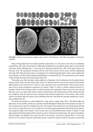 2011 -- Alderslade_Pinnule-less polyps Acrossota_Knopia | PDF