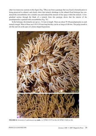 2011 -- Alderslade_Pinnule-less polyps Acrossota_Knopia | PDF