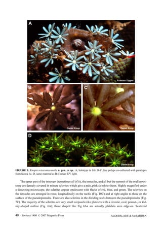 2011 -- Alderslade_Pinnule-less polyps Acrossota_Knopia | PDF